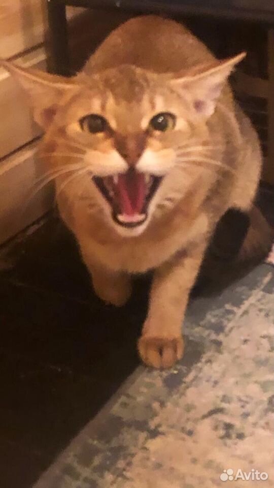Кошка чаузи