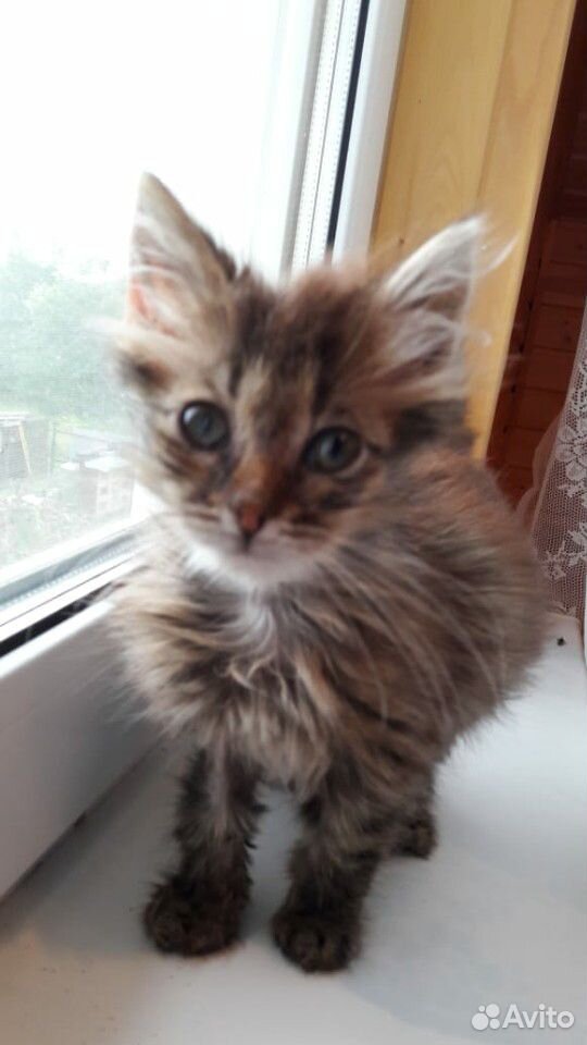 Малышка Корица