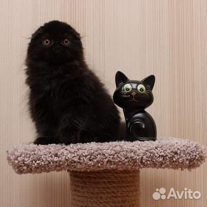 Черный хайленд фолд