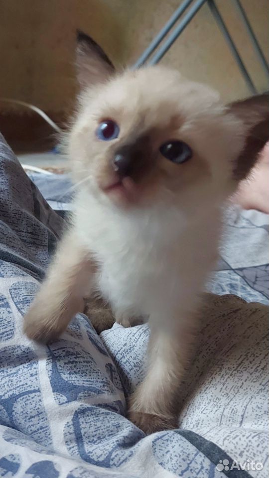 Тайские котята