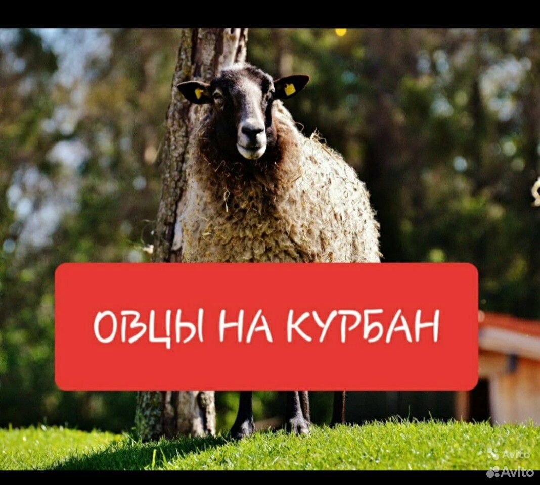 Бараны Овцы