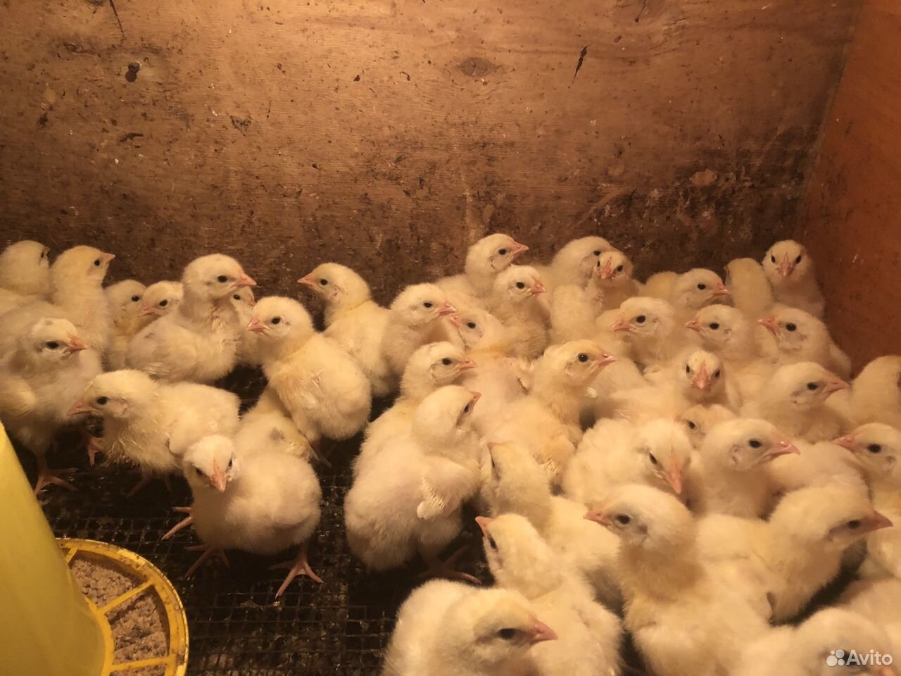 Цыплята бройлеры кооб 500 Чехия