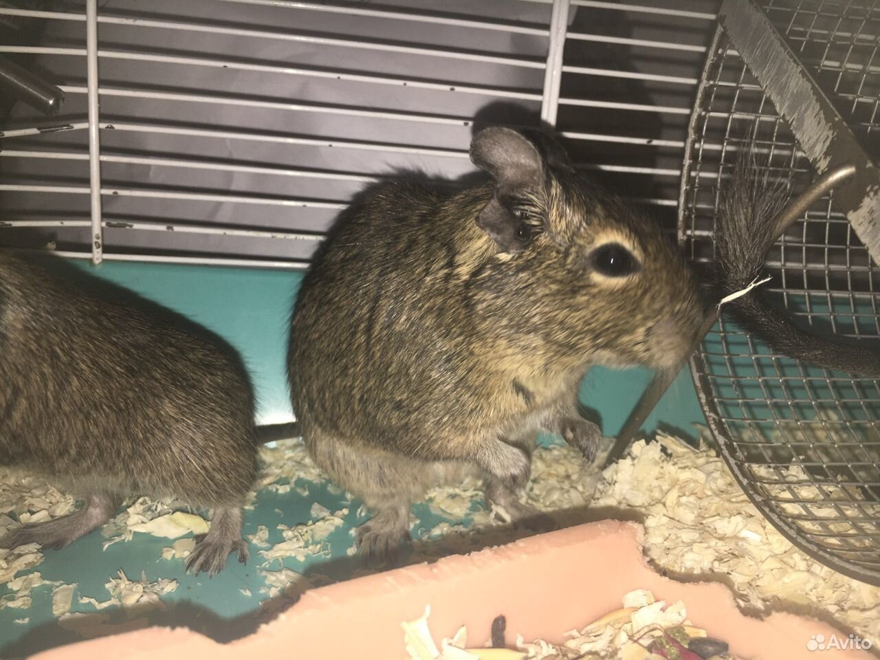 Продаю бельчат Дегу