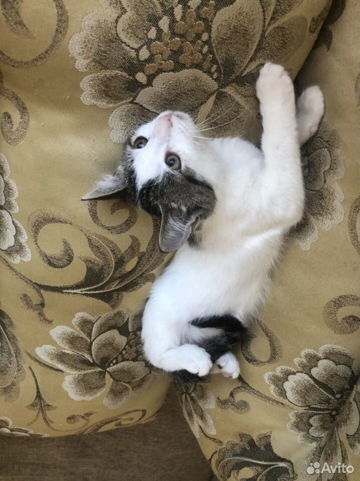 Котенок в добрые руки