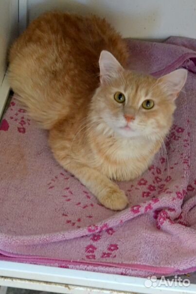 Котик Смузи в добрые руки