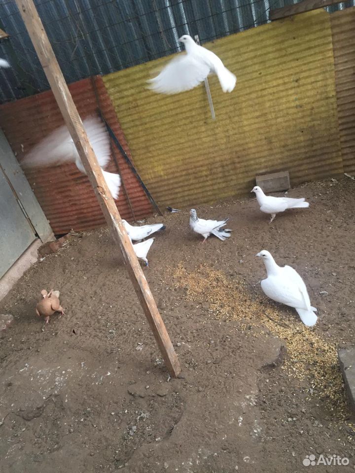 Голуби на выпуск