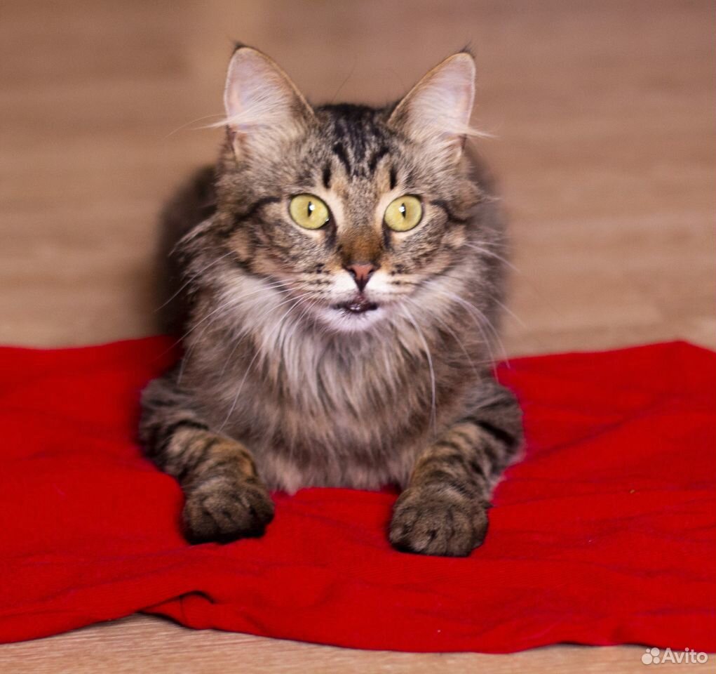 Кошка Ритка в хорошие, добрые руки