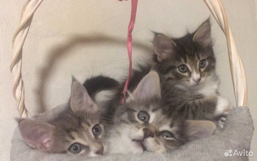 Котята в добрые руки