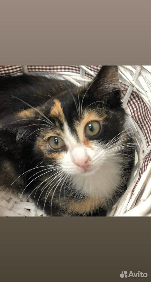 Котенок Клякса ищет дом