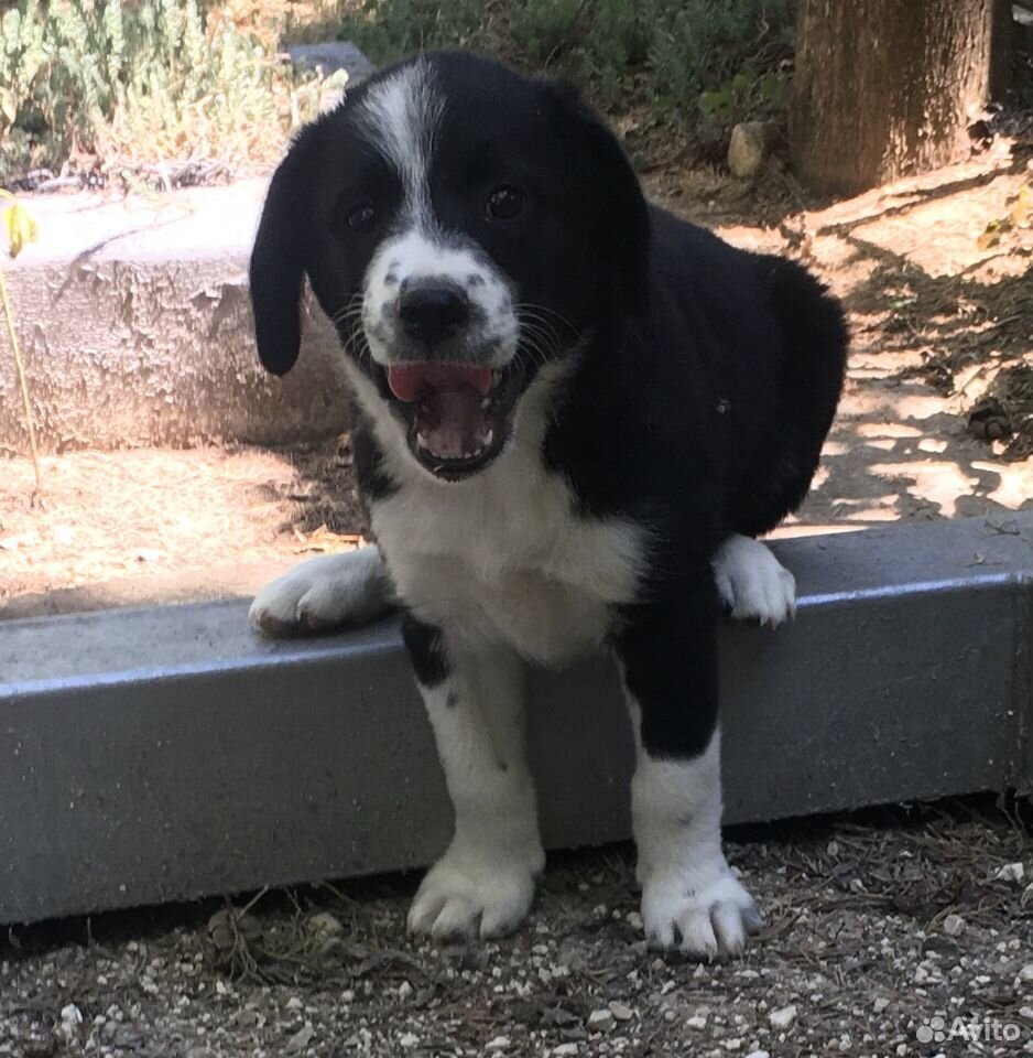 Щенки в добрые ручки