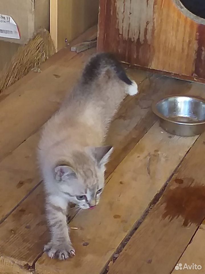 Котенок (смесь с сиамским)