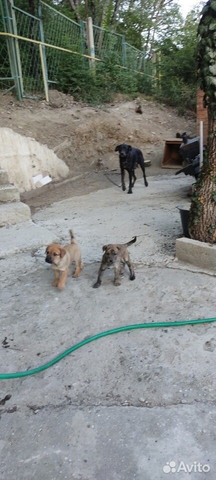Щенки в хорошие руки