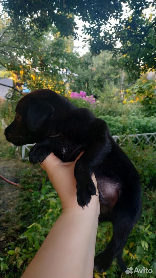 Щенок мальчик