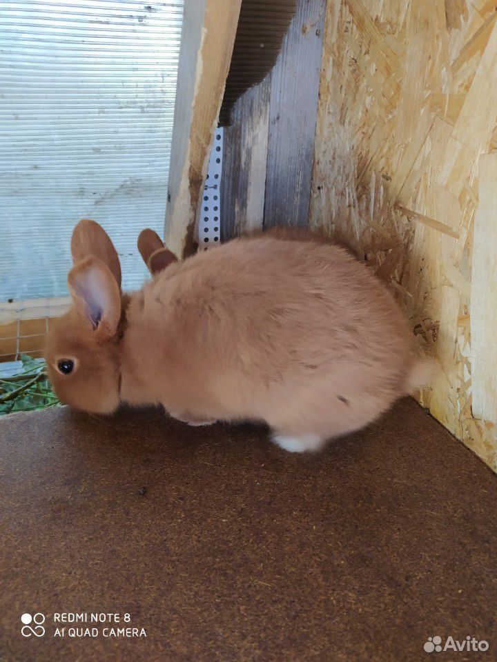 Кролик нзк