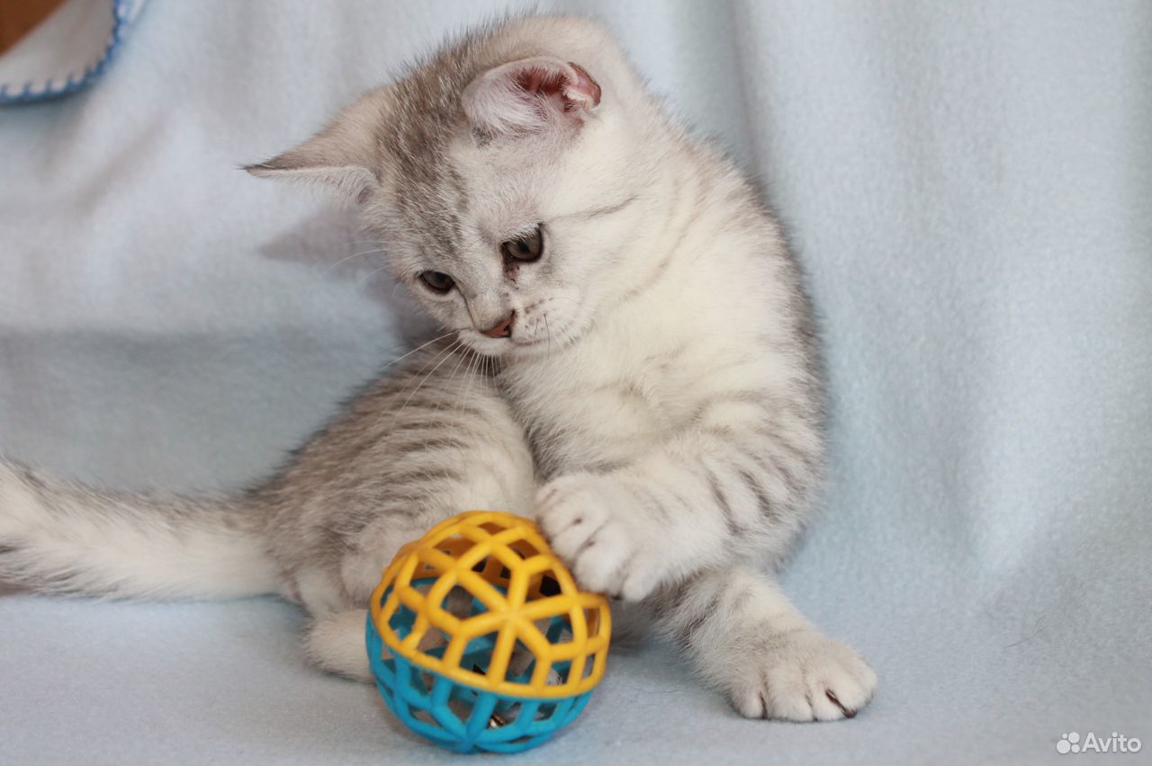 Яркий вискас