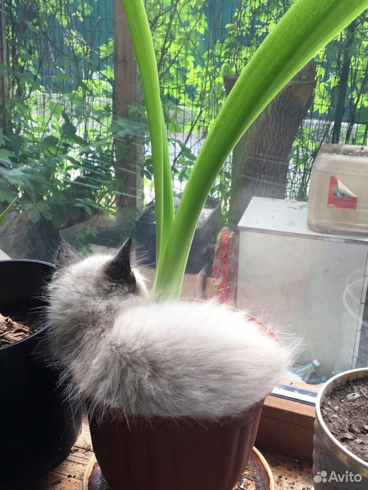 Волшебные котята в добрые руки