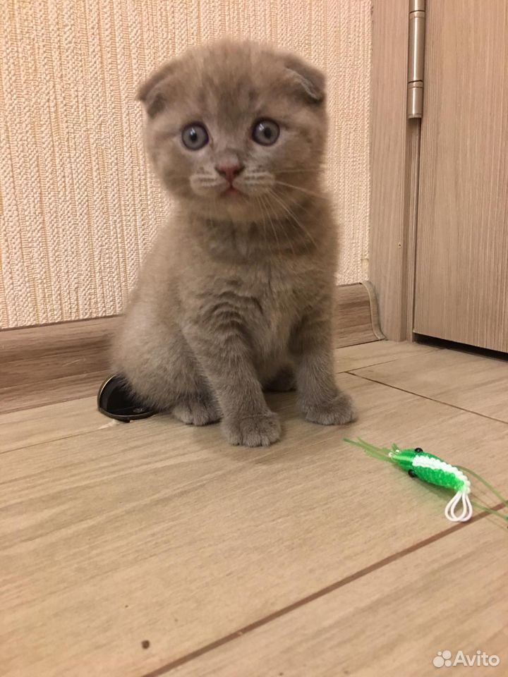 Котенок шотландец