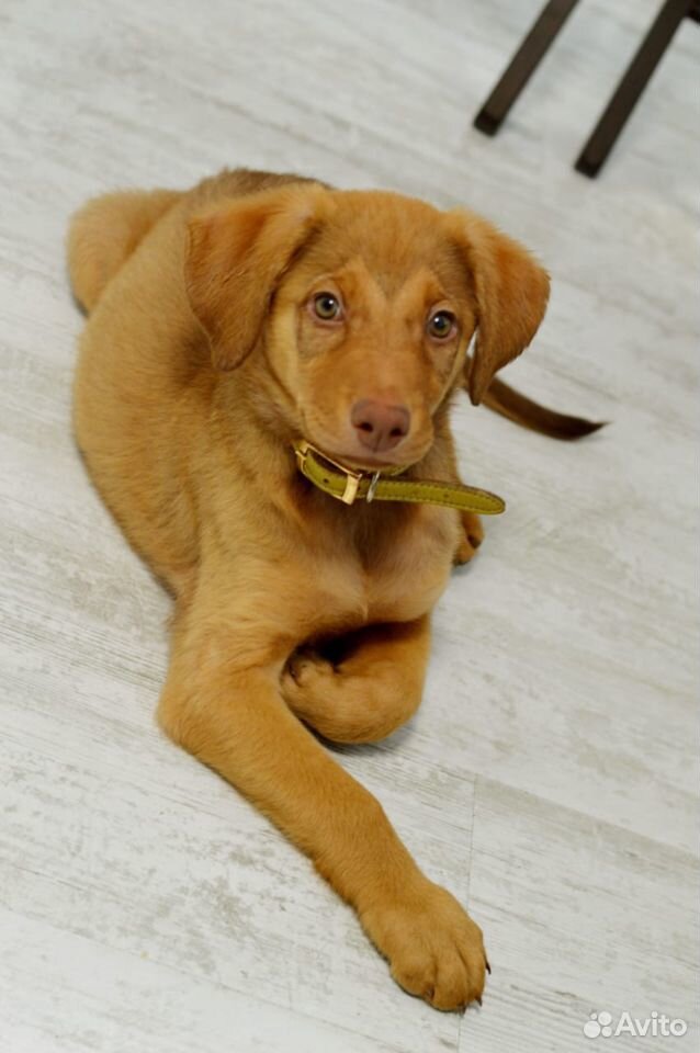 Щенок кобелек