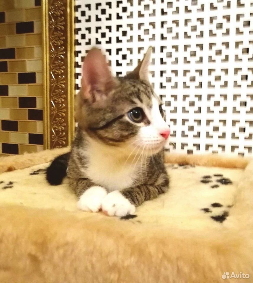 Котёнок в добрые руки