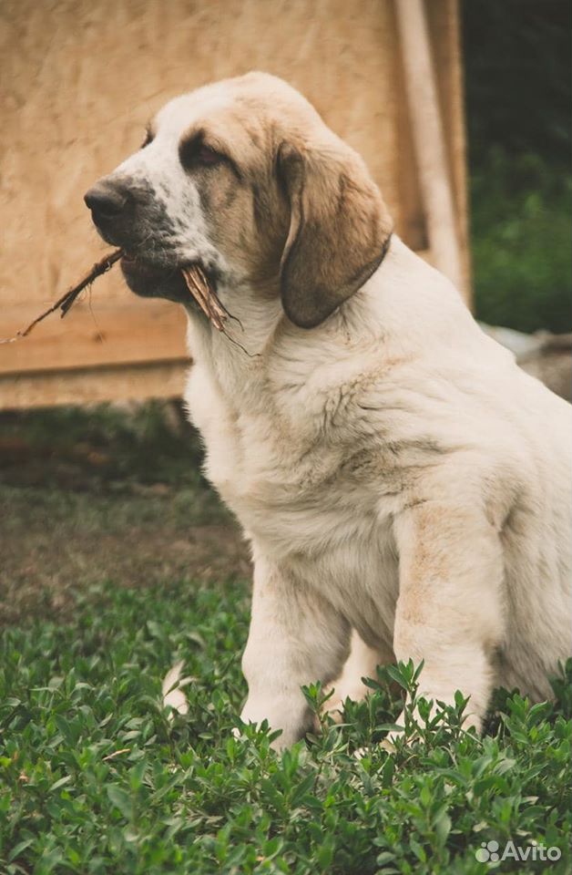 Бело-рыжий Ангел. Испанский мастиф