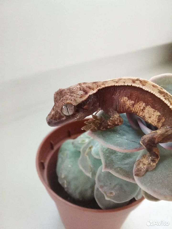 Малыш реснитчатого бананоеда