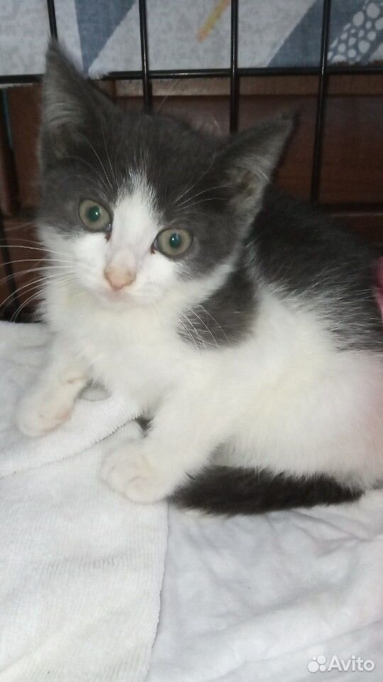 Котята- братишки ищут дом