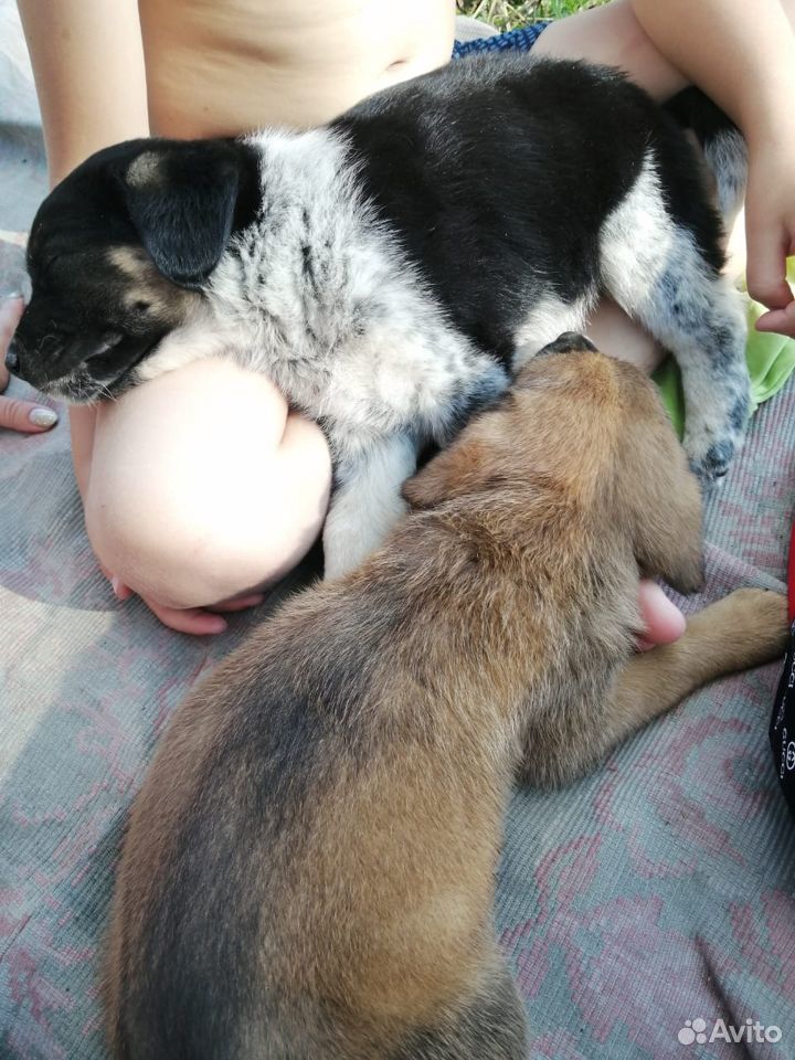 Щеночки в семью