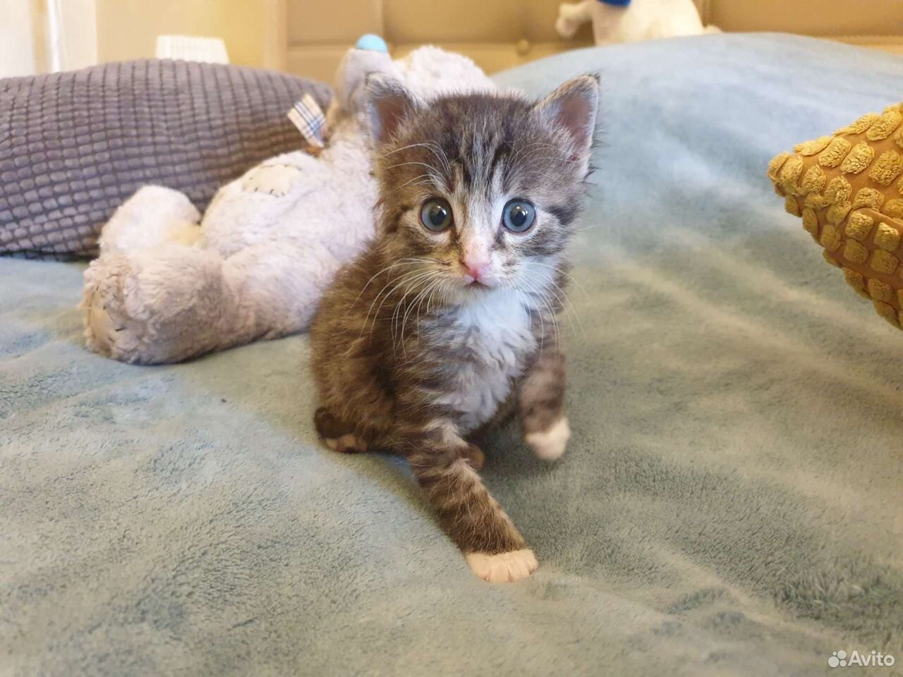 Котенок мальчик