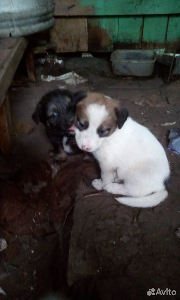 Раздаем щенков