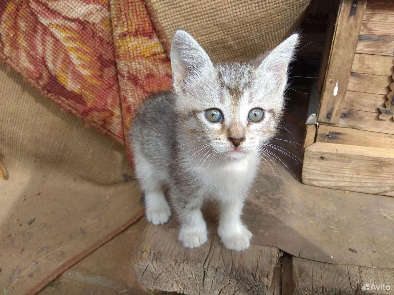 Отдам даром котенка