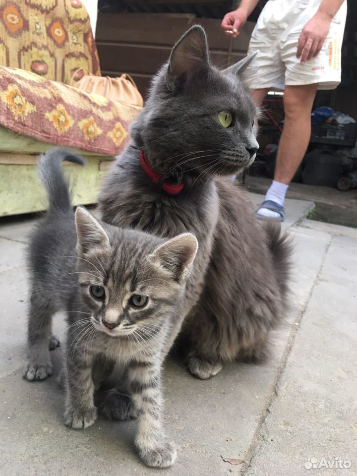 Котёнок