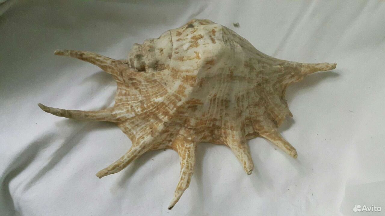 Коралл балянус