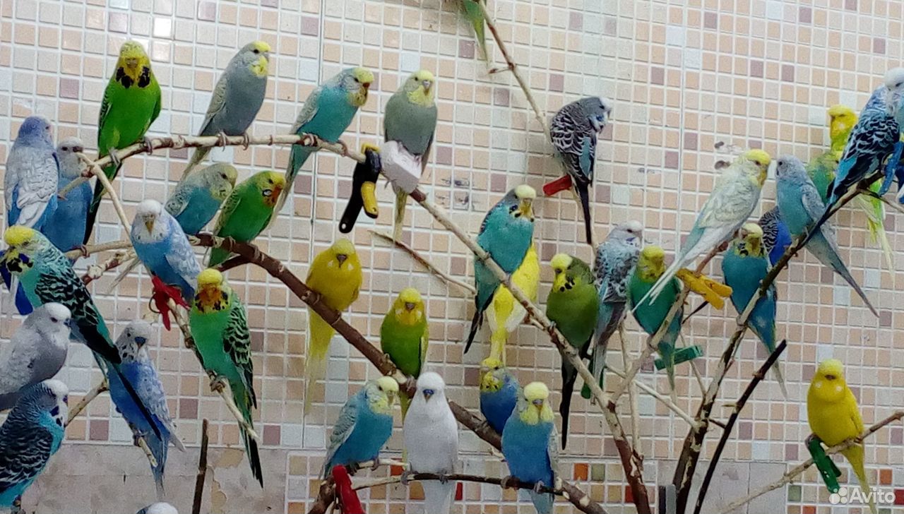 Попугайчики, разных возрастов и окрасов