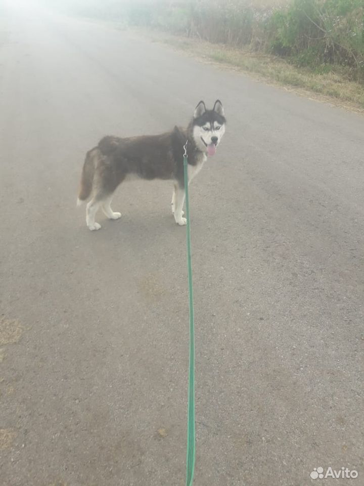Молодой мальчик хаски ищет семью