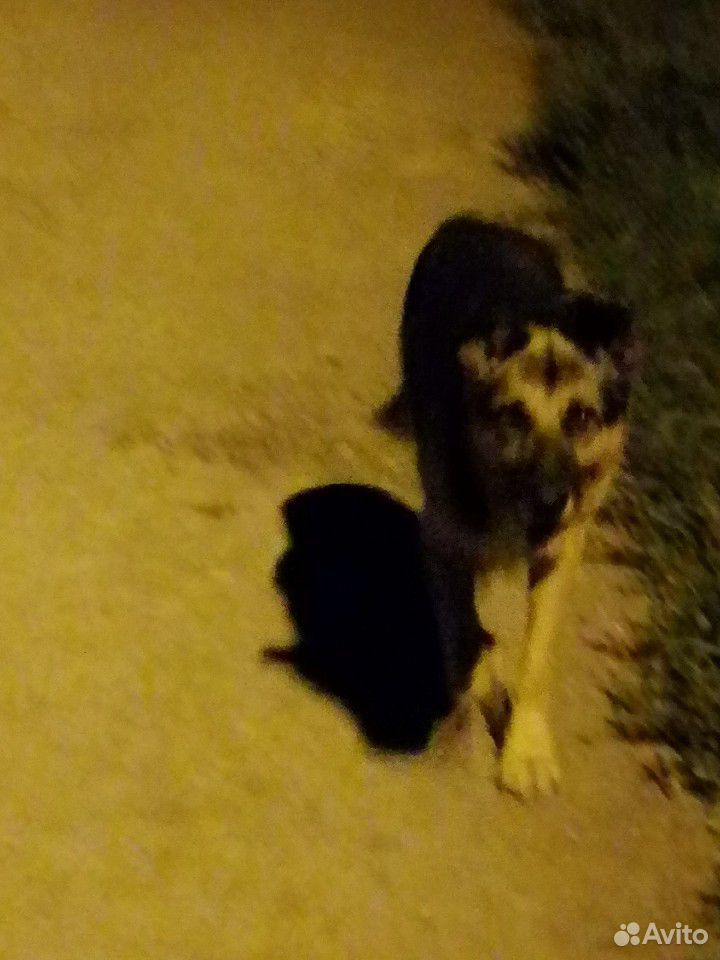 Найдена Собака метис овчарки