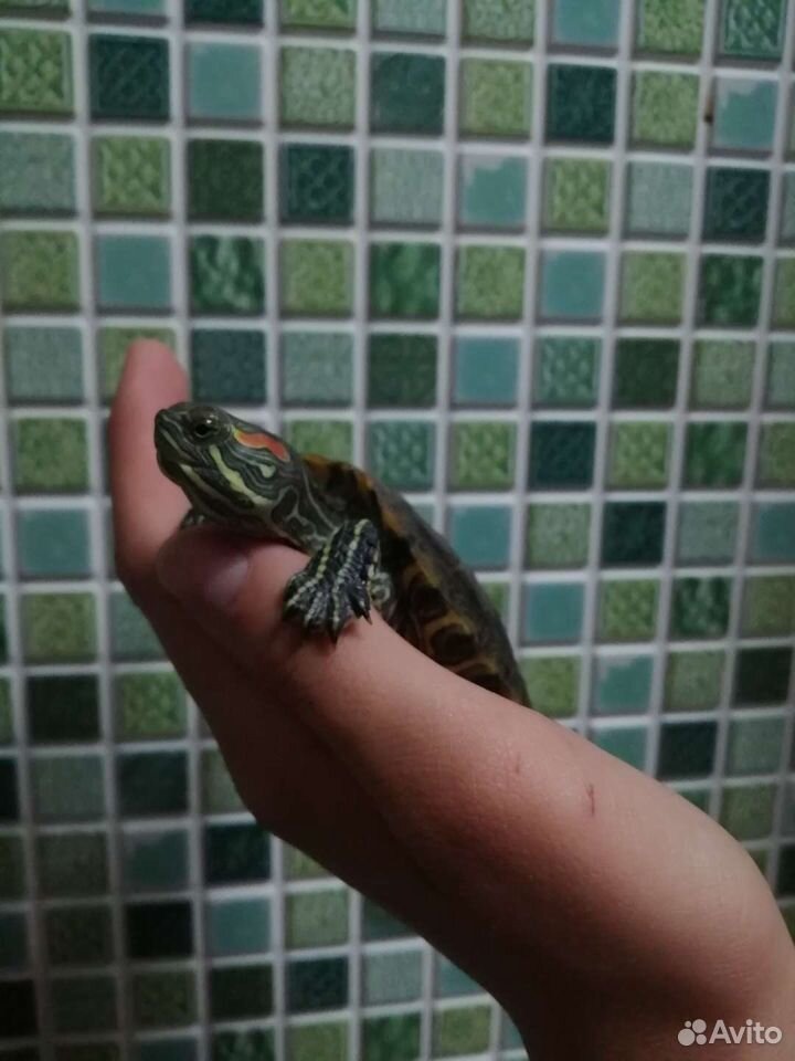 Черепаха