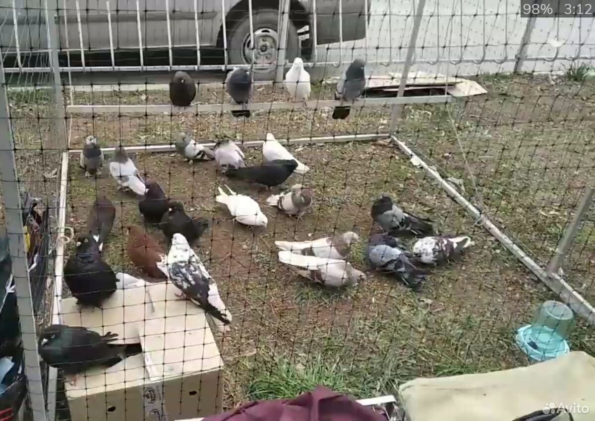 Голуби