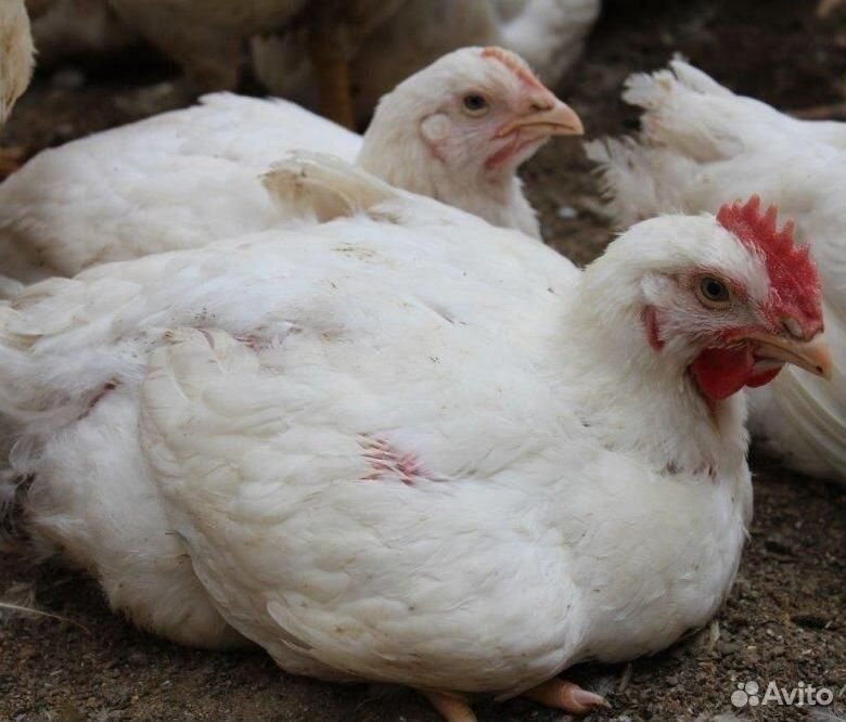 Бройлер цыплёнок домашний