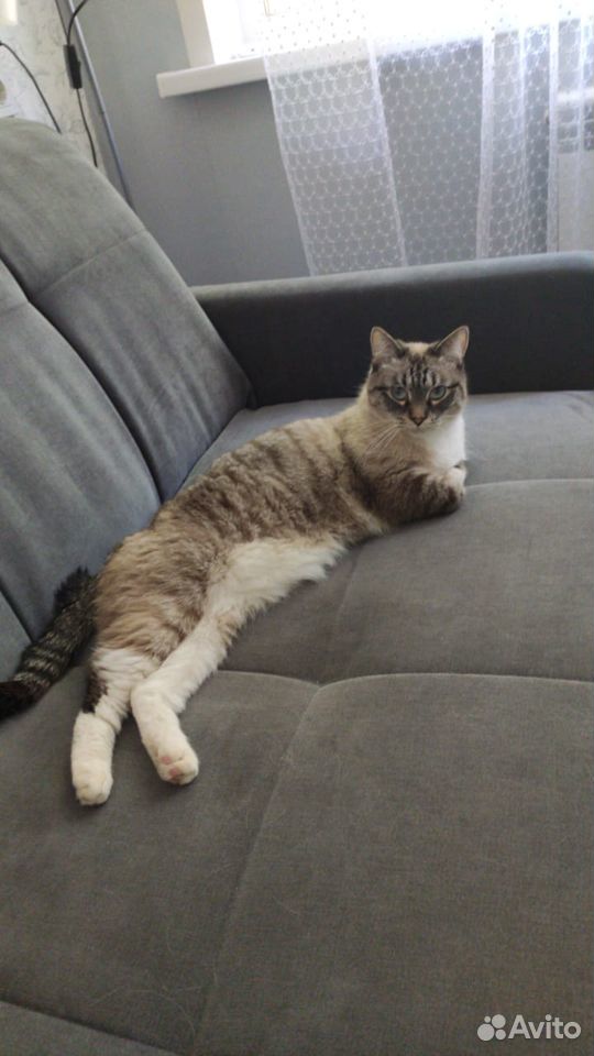 Кот Кузя ищет новый дом