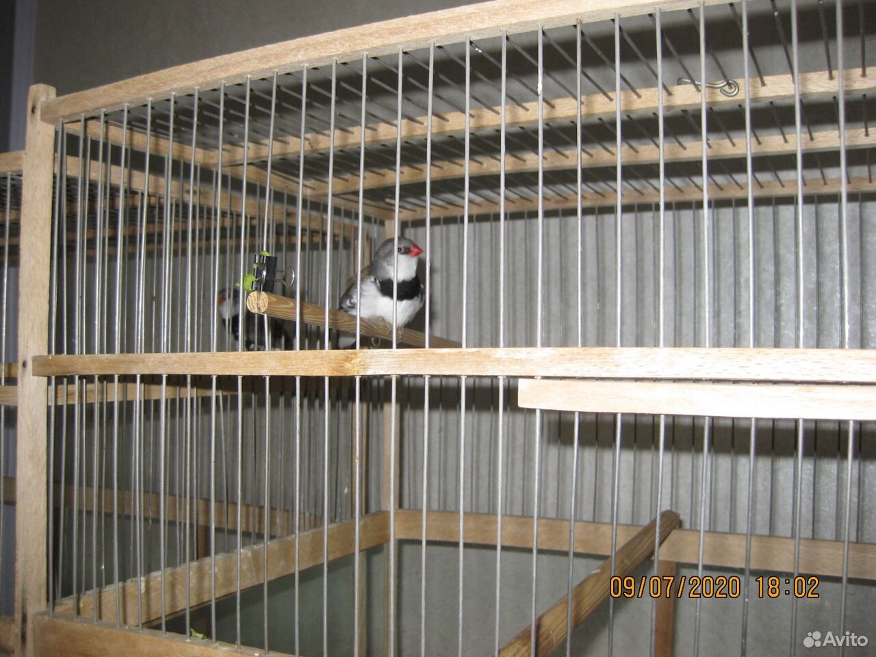 Отдам в надежные руки амадины