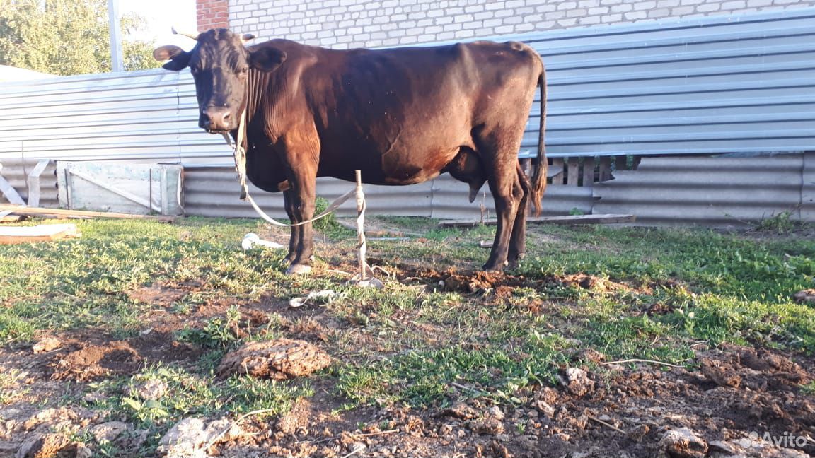 Корова.телки бычок