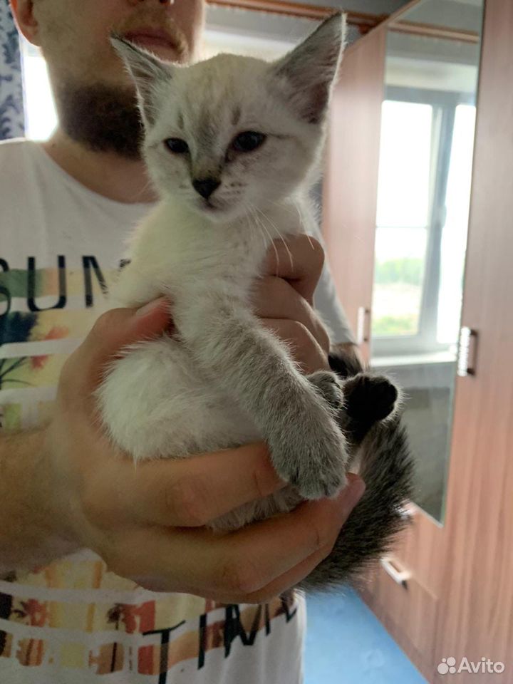 Котенок Мулан