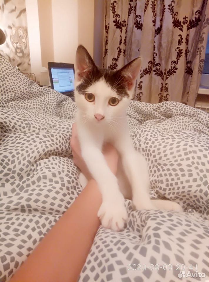 Котёнок Кекс ищет дом