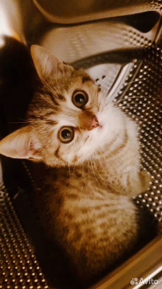 Котёнок британец