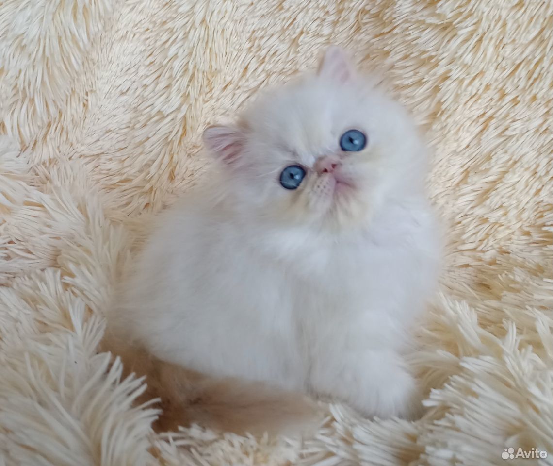 Голубоглазый малыш