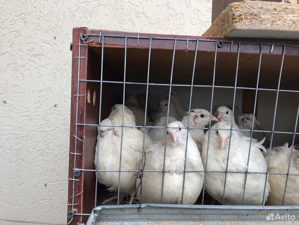 Продам перепелиное яйцо мясо перепела