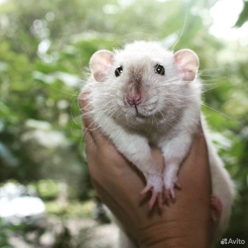 Крысята сиамы