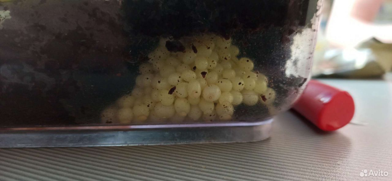 Ахатина кладка яиц