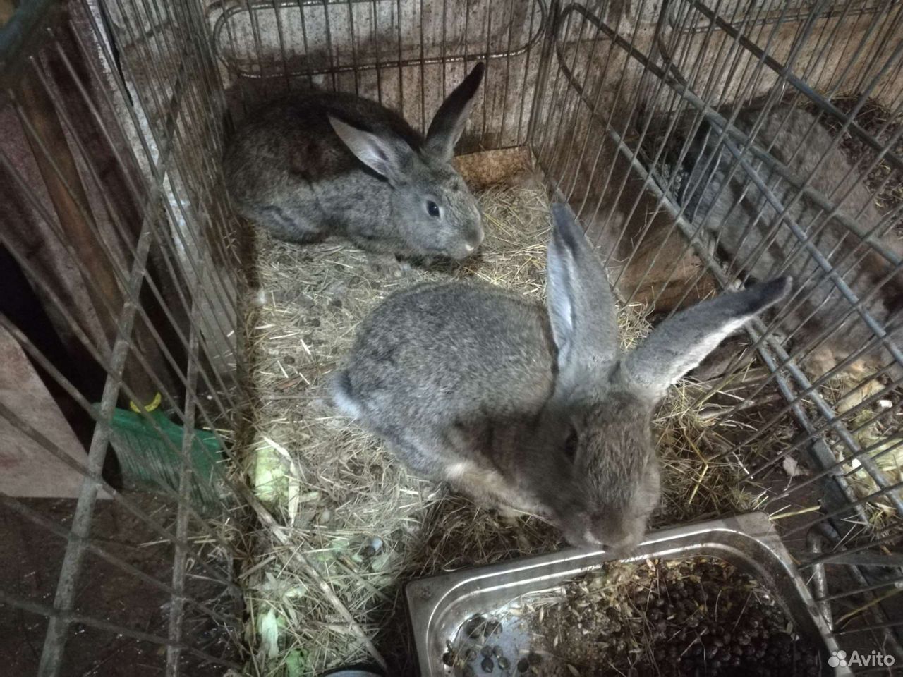 Кролики взрослые