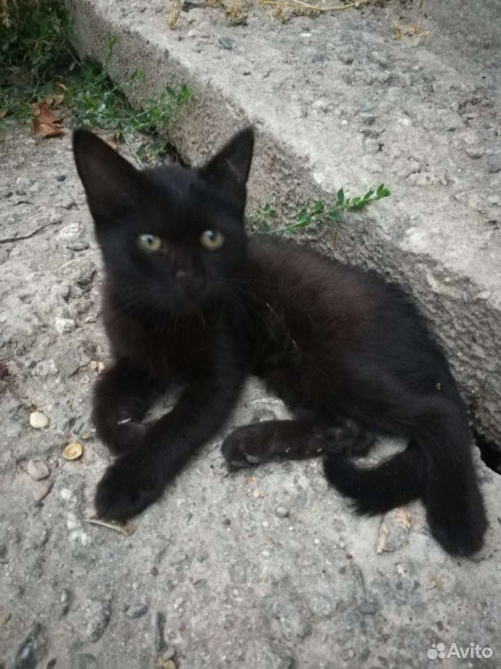 Котенок